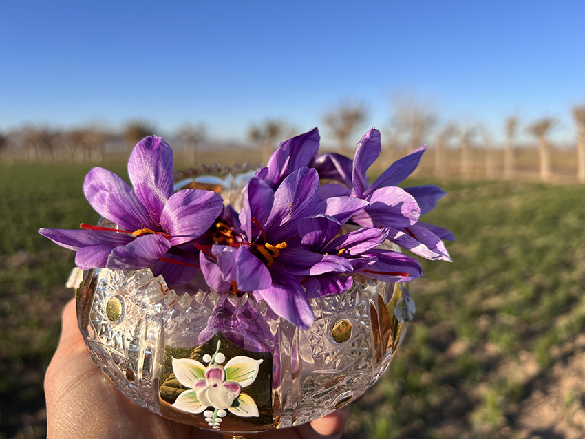 Company History - Naseri Saffron