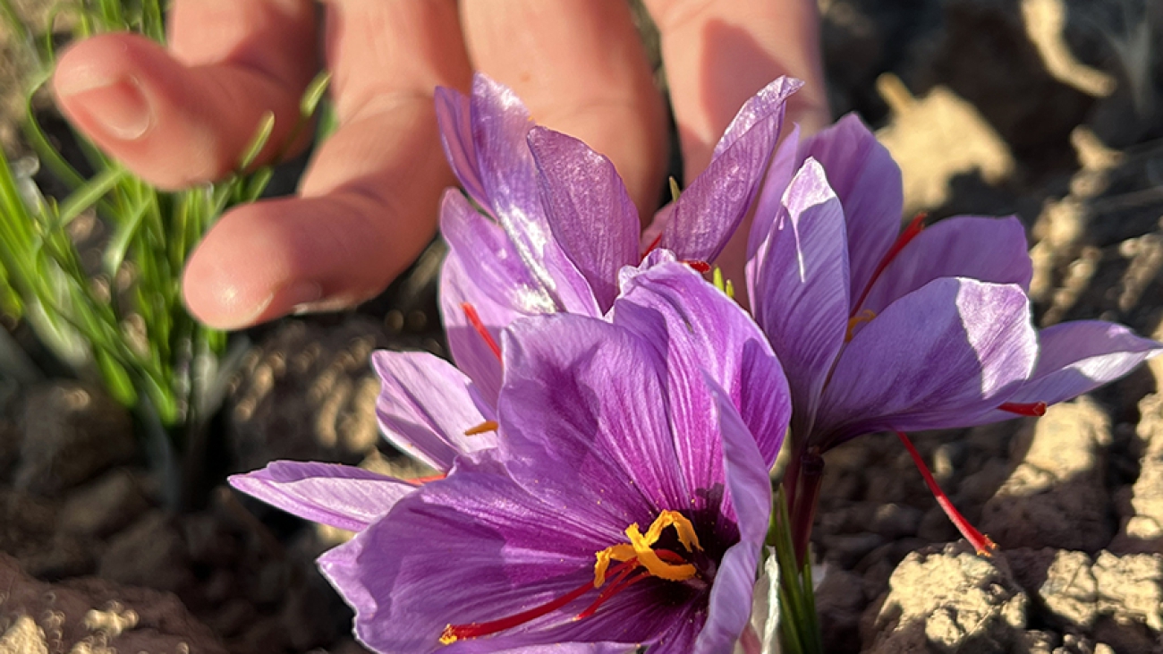 11 Impressive Health Benefits of Saffron - Naseri Saffron